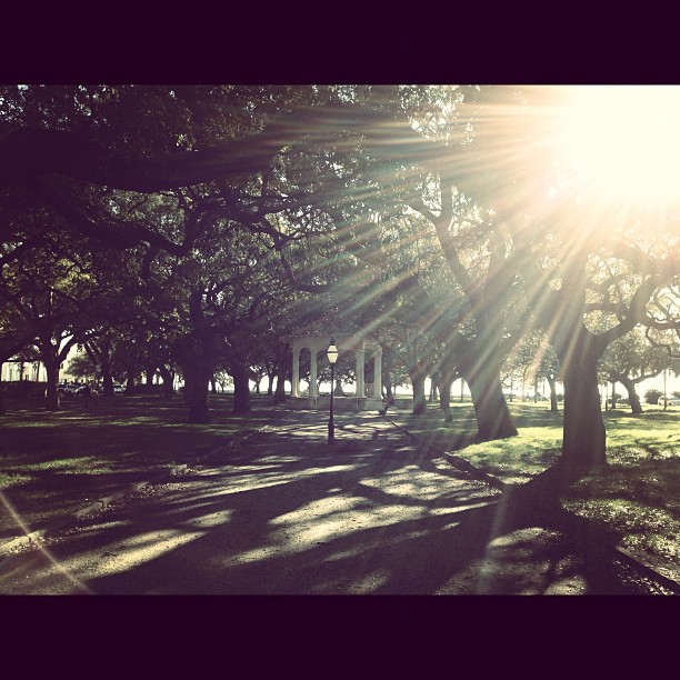 The Land Without Trees | the plated poet